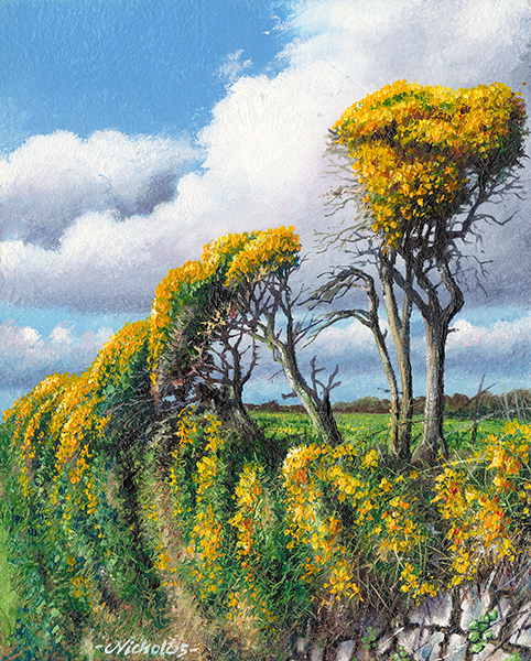 Gorse Hedge - Limited Edition Print by Nicholas Smith